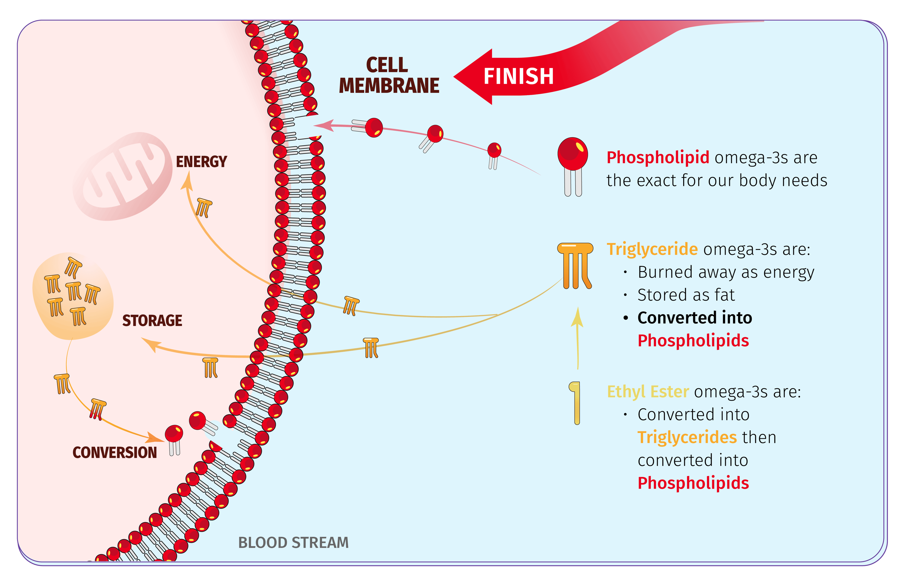 Phospholipids